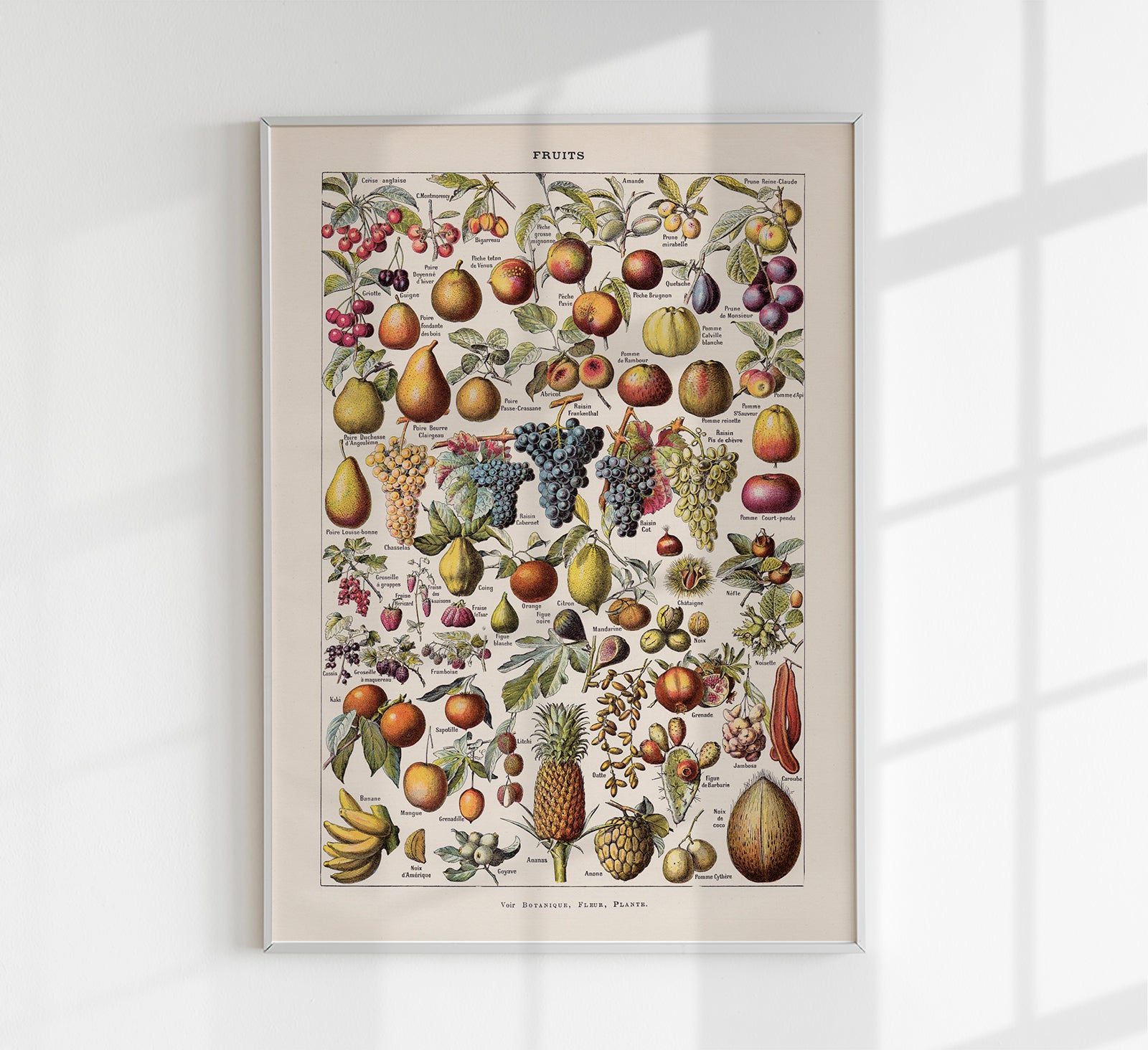 Vintage Fruits Chart by Adolphe Millot – Patroa Studio