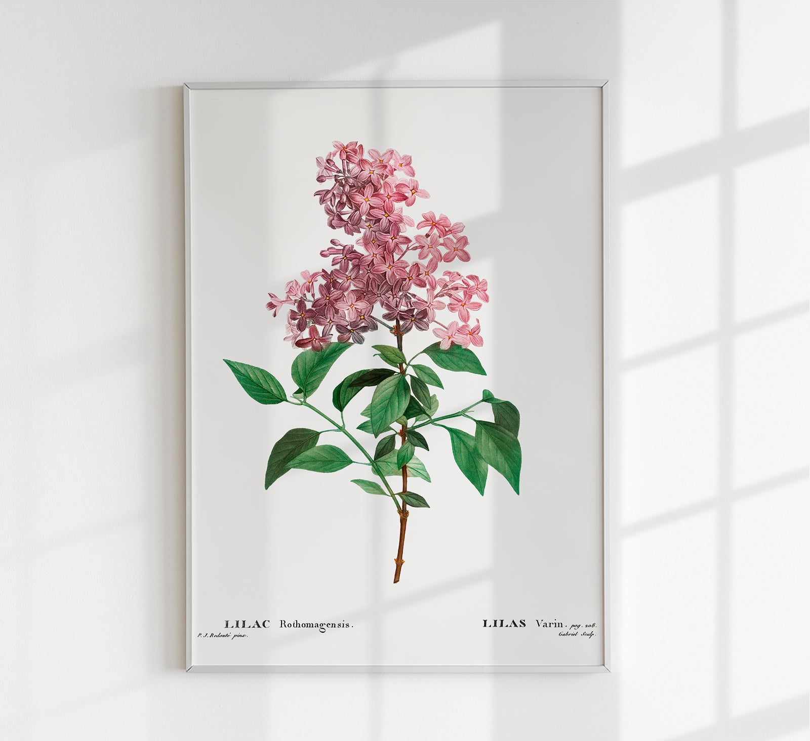 Chinese Lilac Flower Botanical Poster – Patroa Studio